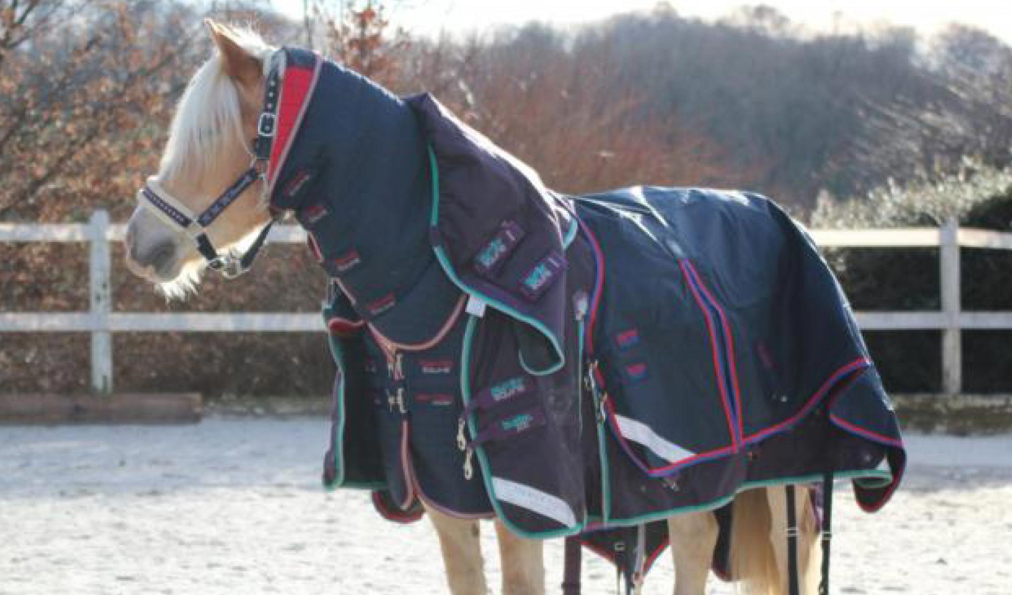 Premier Equine: A Guide To Finding The Perfect Rug