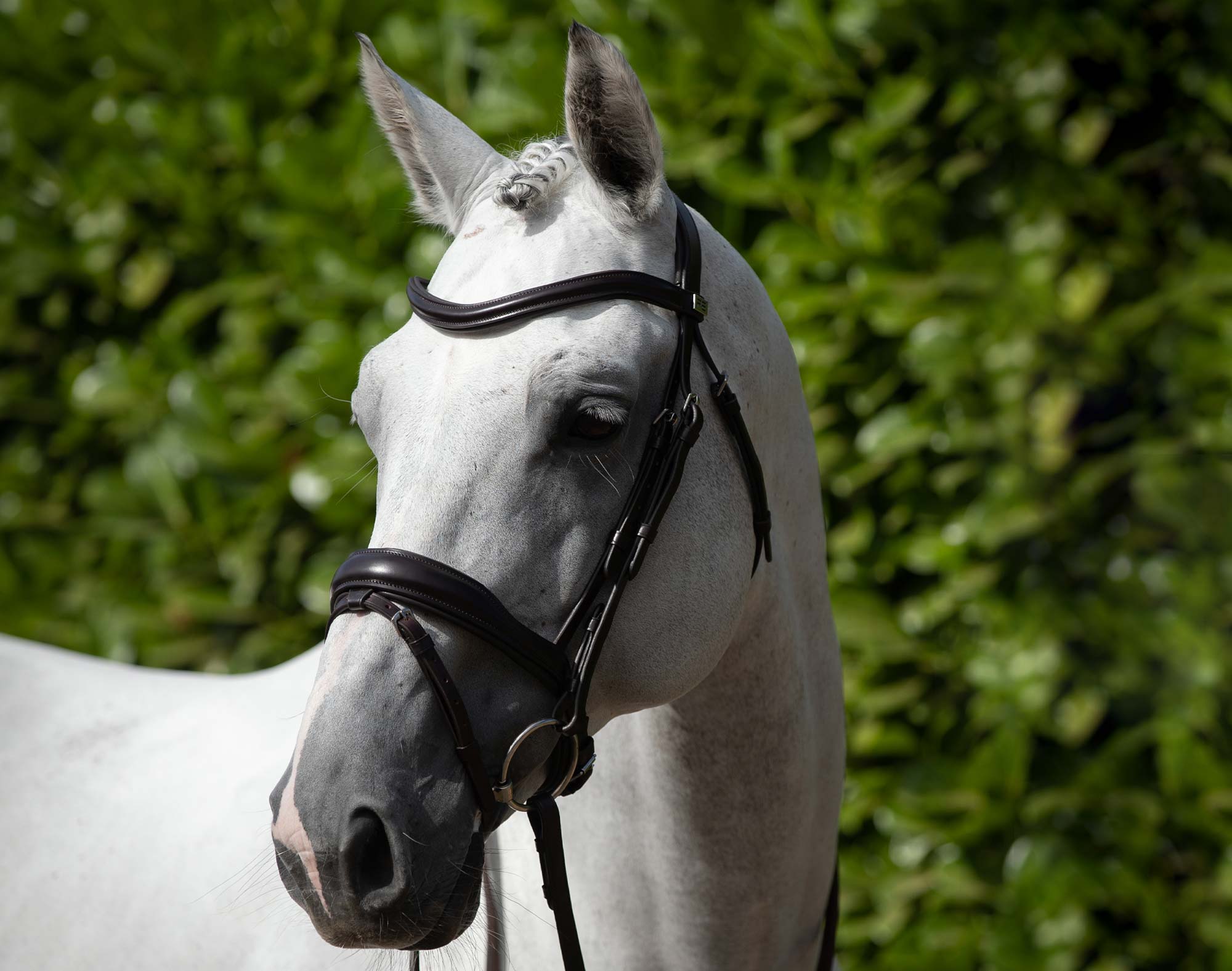 Horse Rugs, Horse Boots, Ladies Breeches by Premier Equine – Premier ...