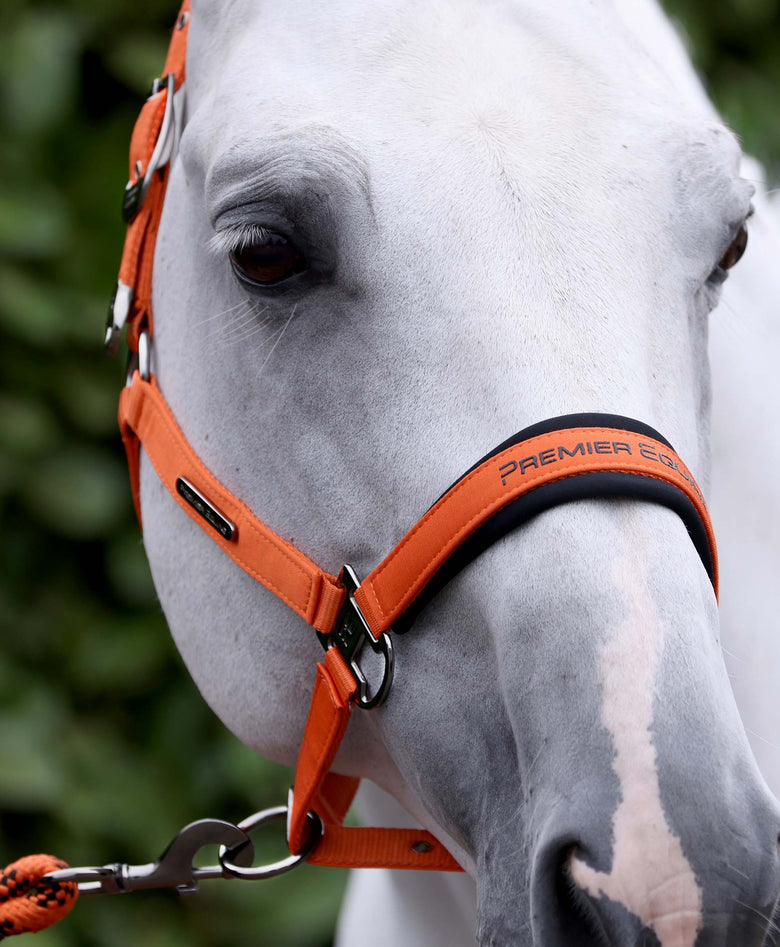 Duco Padded Head Collar with Lead Rope Orange